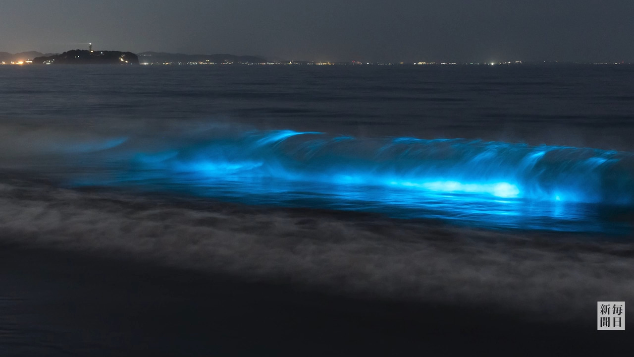 青白く輝く夜の海 湘南の海岸に「夜光虫」