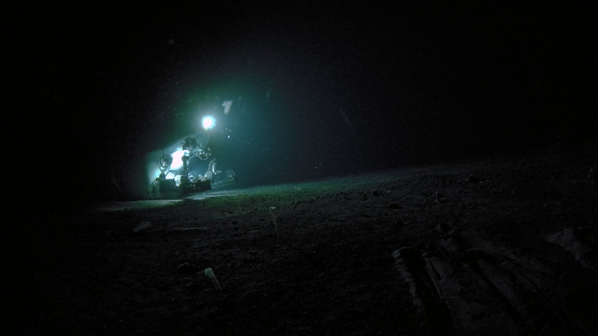 Over 1,100 new marine species discovered