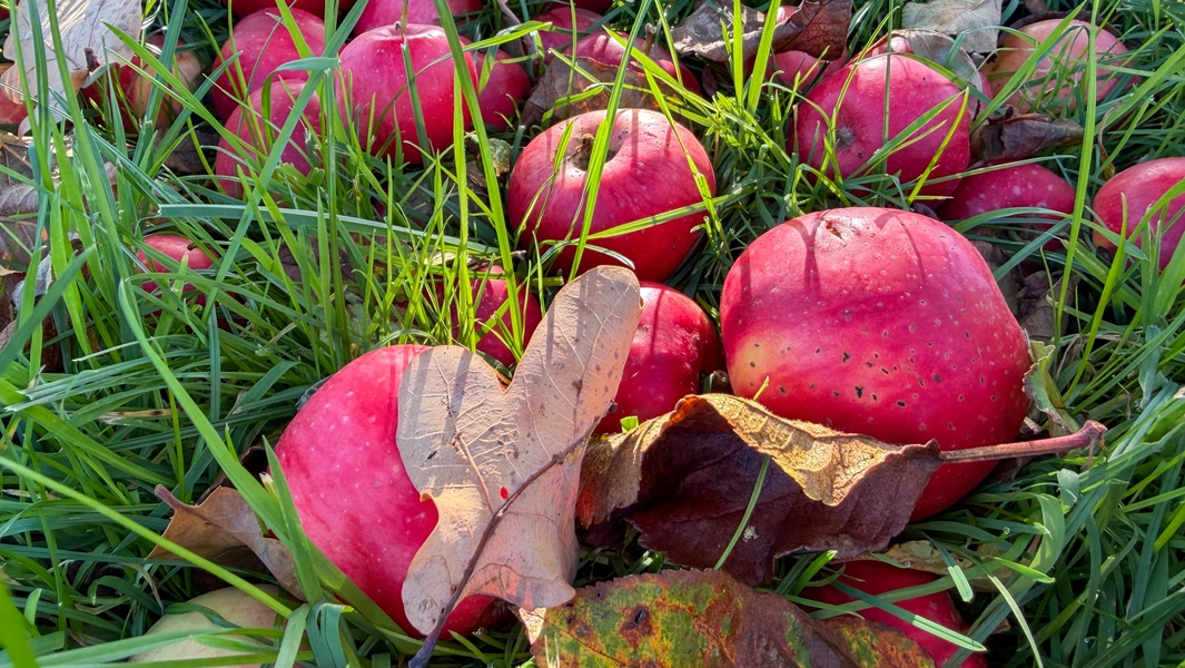 Cozy baked apple recipes for every fall mood
