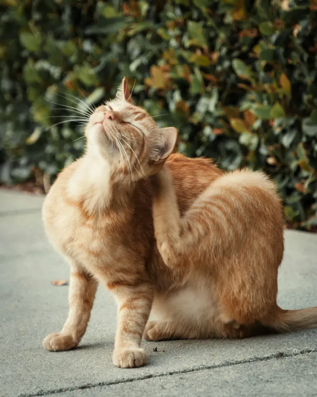 10 cat behaviors that quietly reveal anxiety and emotional dependence