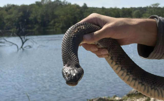 Man nearly bitten by powerful lake snake: 'She got close to tagging me'