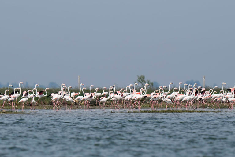 Venice’s growing flamingo population finds refuge in recovering wetlands