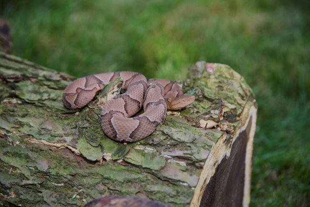 EMS call for copperhead bite at Kansas park sparks confusion: 'I've ...