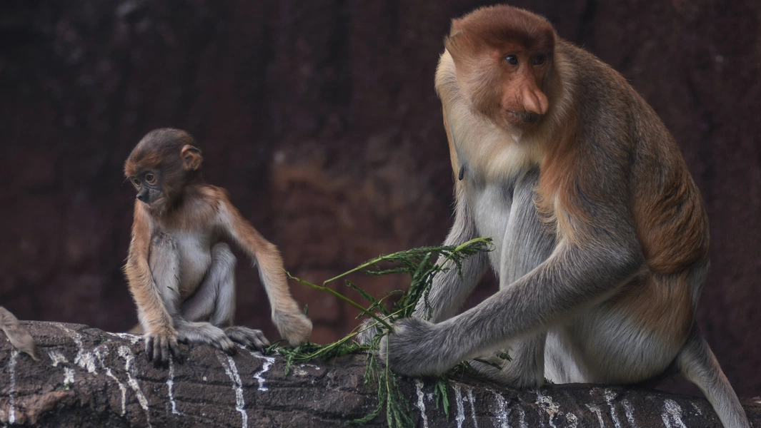 Meet the monkeys shaping our wild world