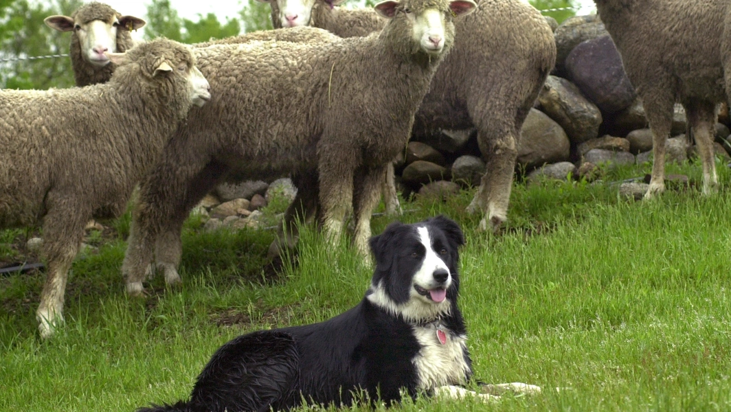 Farm dog breeds that still work hard today