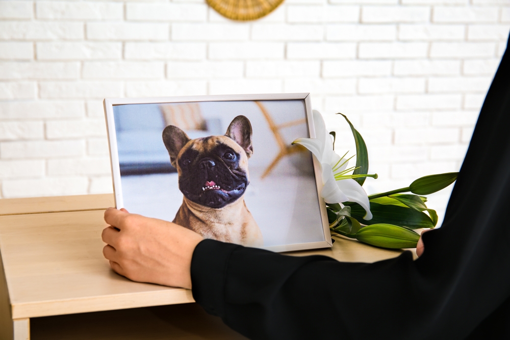 10 reasons why losing a pet can feel more devastating than you expected