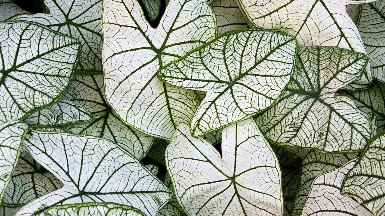 Silver linings in the shade – 6 reflective plants with foliage that ...