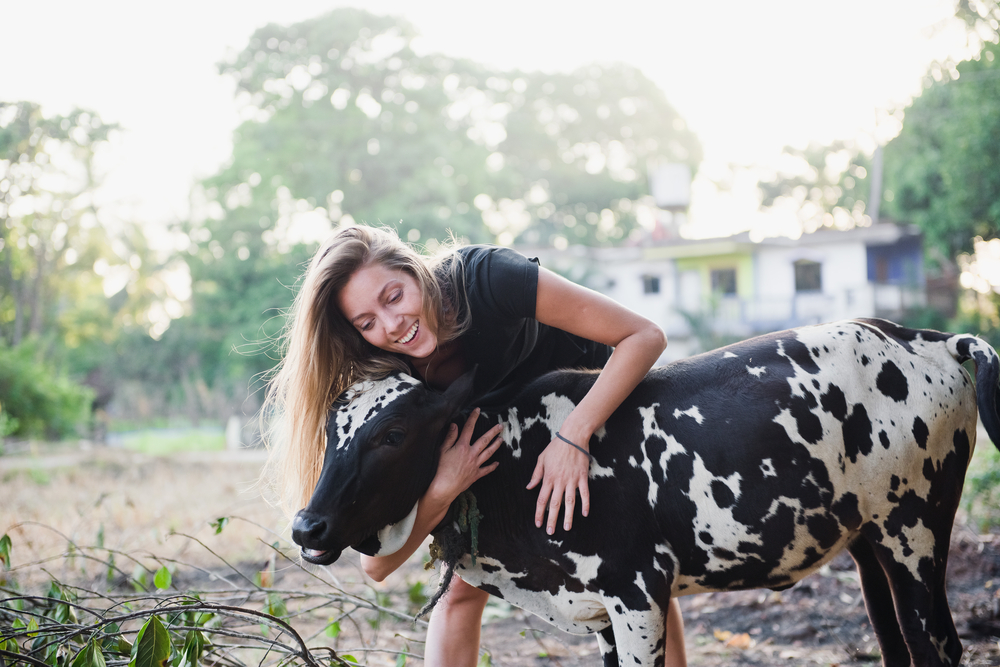 The Dutch practice of cow cuddling may actually lower your stress levels