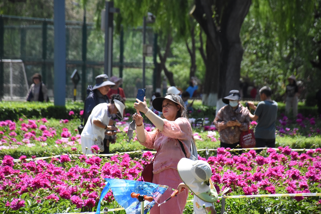 哈尔滨：芍药花开 姹紫嫣红
