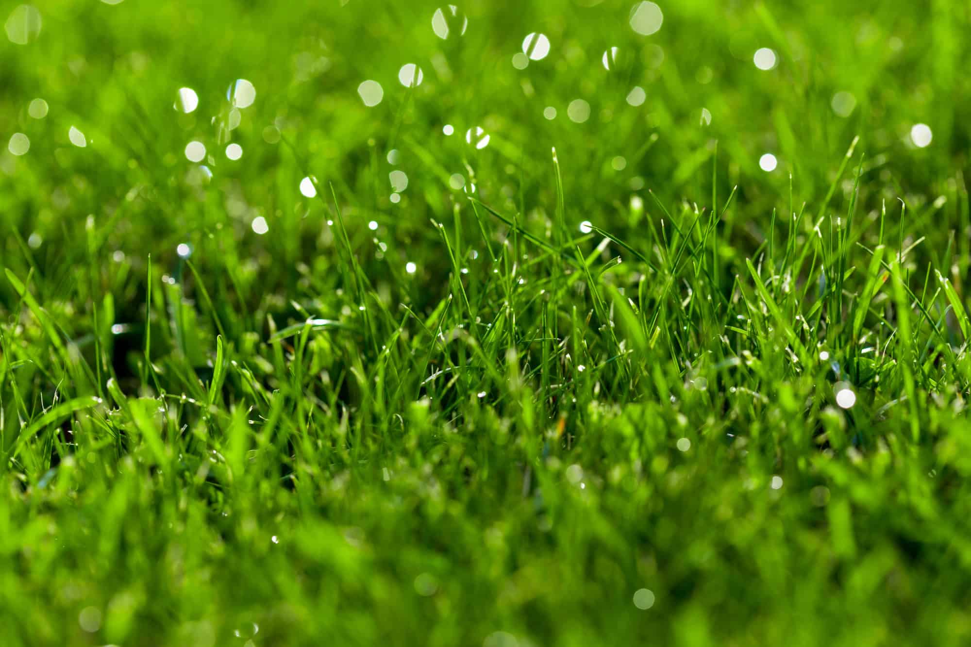 How to use liquid seaweed to keep grass green through a dry summer