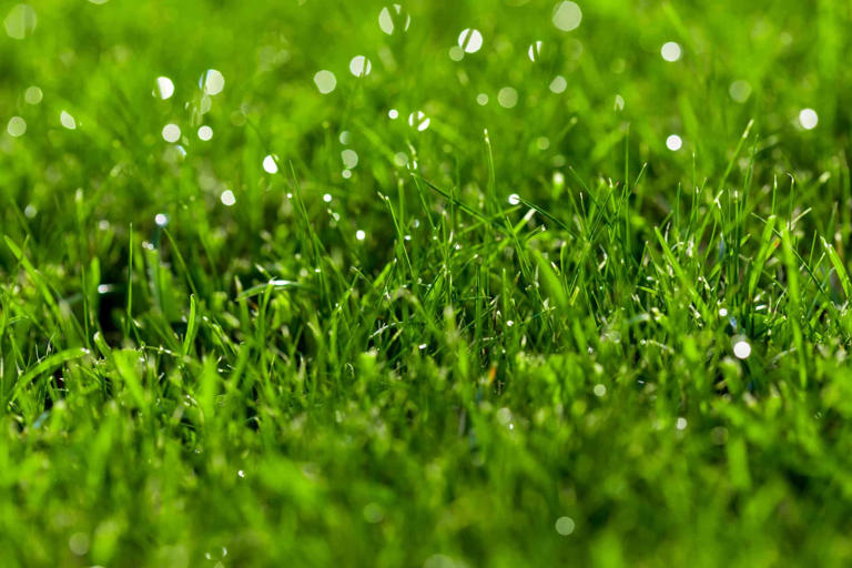 How to use liquid seaweed to keep grass green through a dry summer