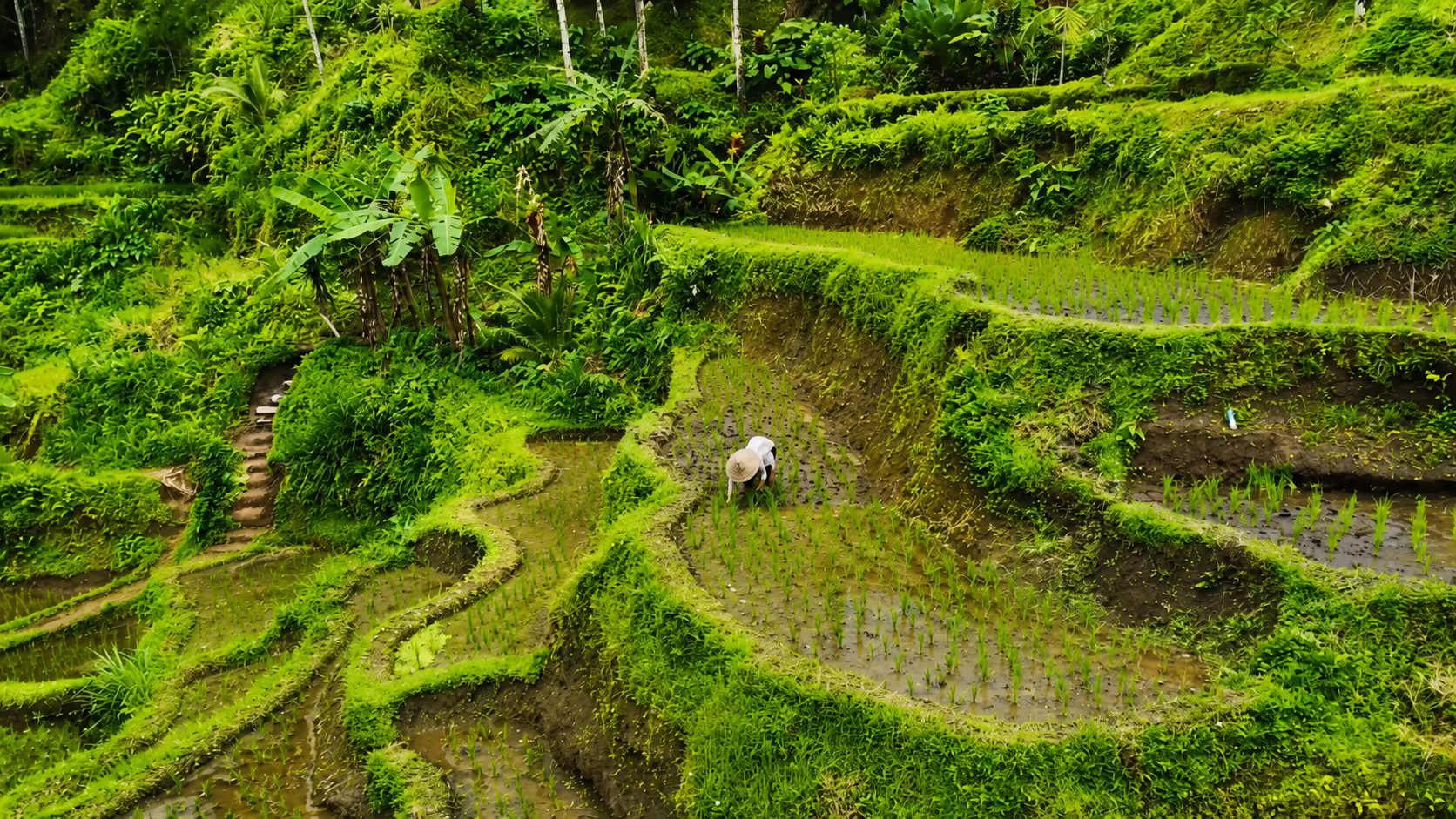 Ancient rice terraces carved into the green hillsides