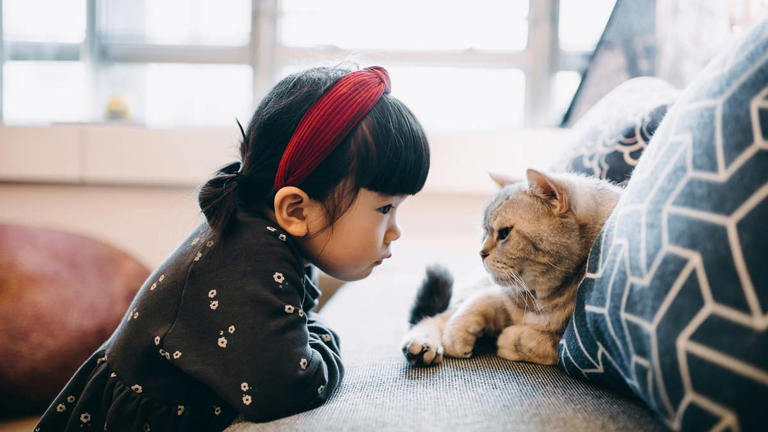 6 cat breeds that may not be the best match for young kids