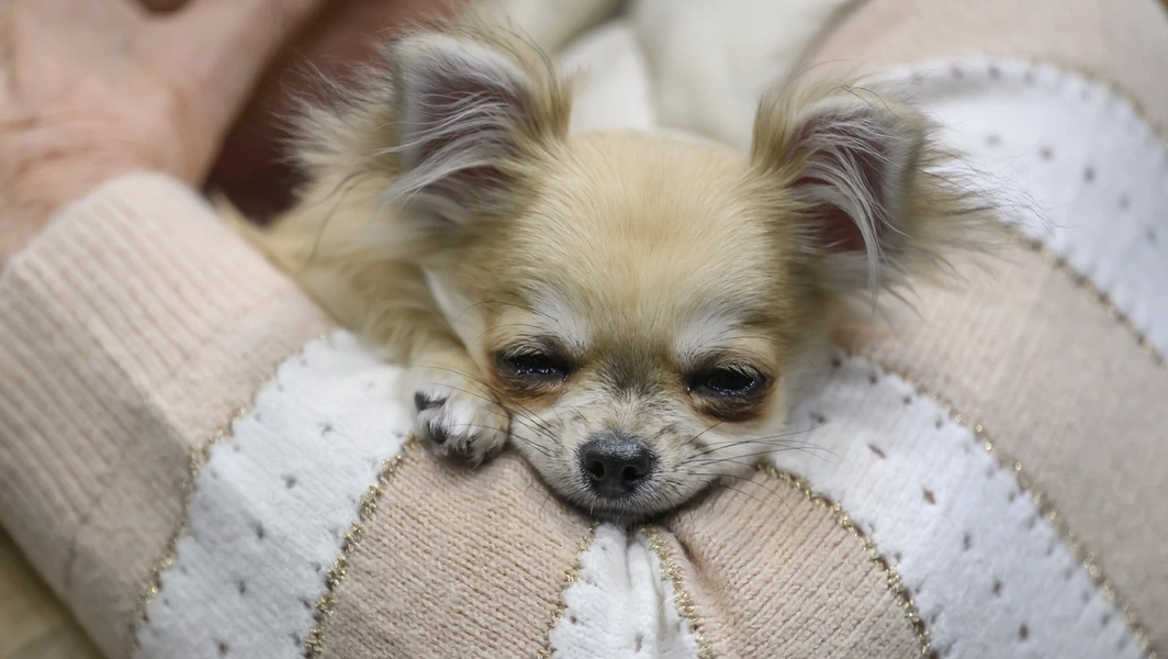 6 affectionate dog breeds that love to snuggle