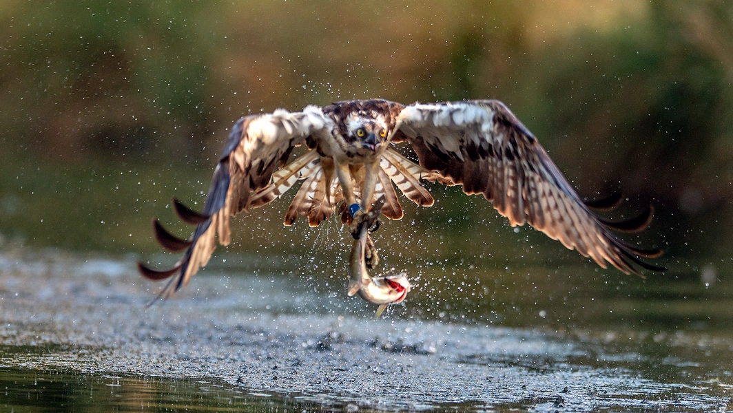 19 perfectly timed photos that capture rare moments