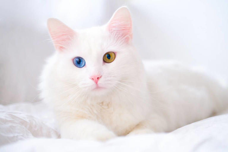 7 beautiful Angora cat breeds every cat lover should know
