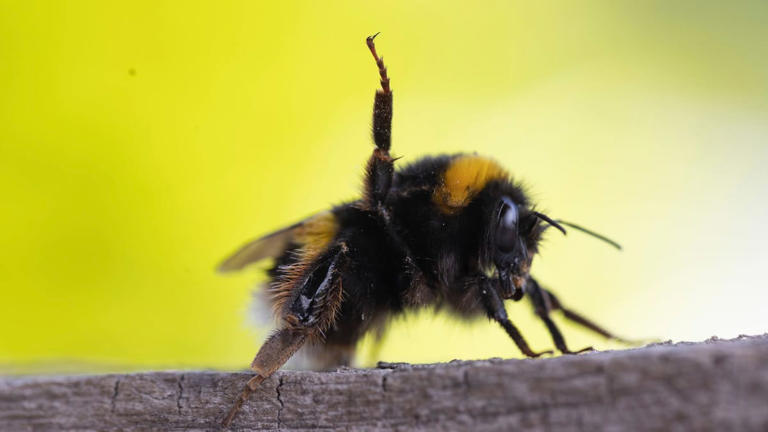 Hummel zeigt "Mittelfinger": Das sollten Sie besser nicht tun
