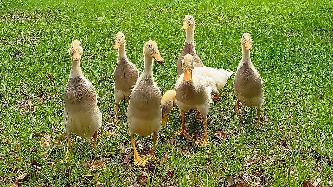 On command: Ducklings sprint to their human mom in South Carolina