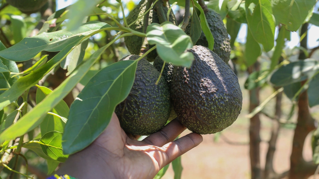 Avocado nutrition and health benefits explained