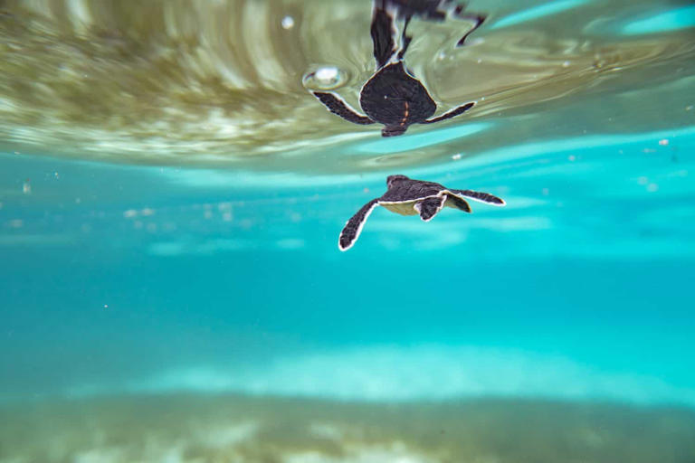 The secret navigation system baby sea turtles are born with