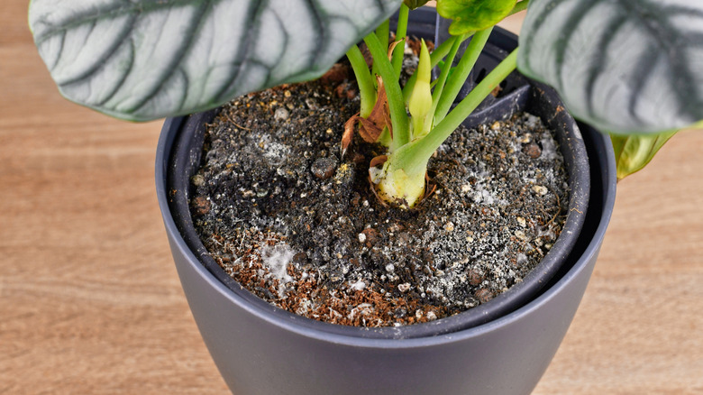 11 tips to prevent mold from invading your houseplants