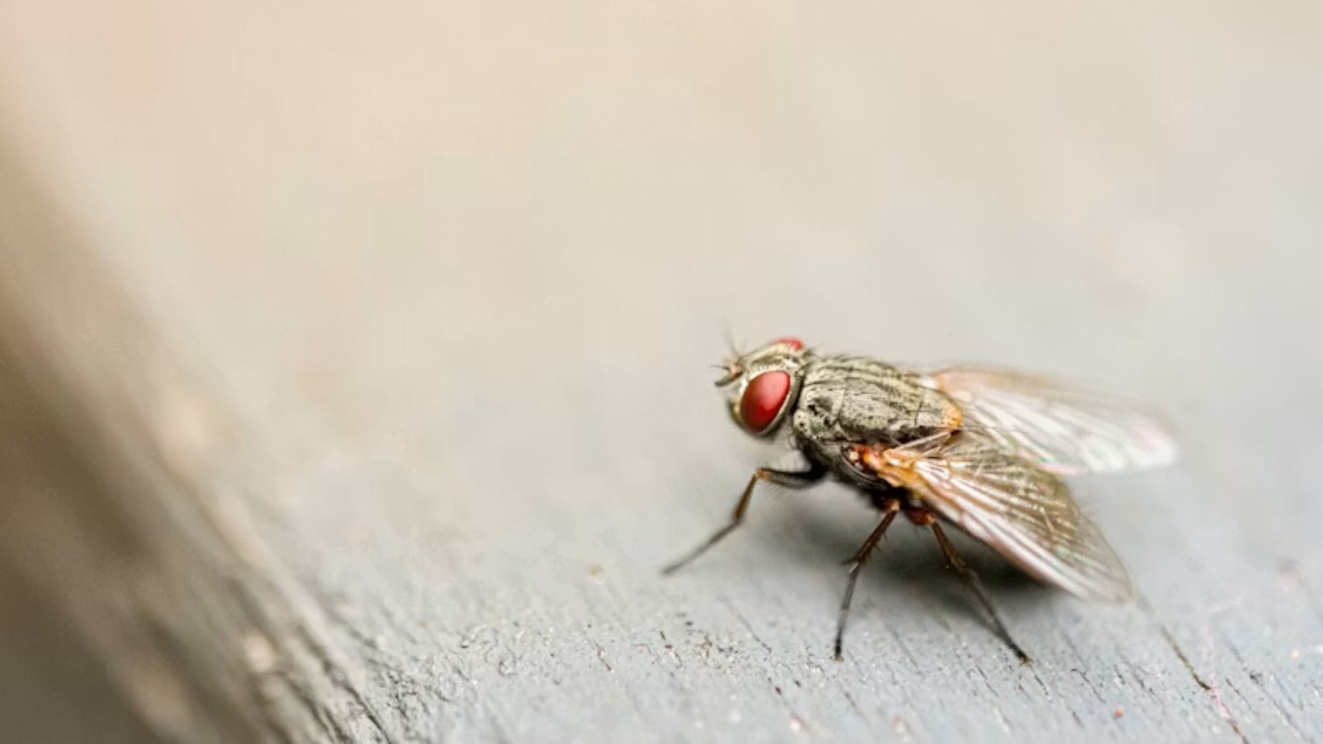 Insect vision provides blueprint for efficient robots