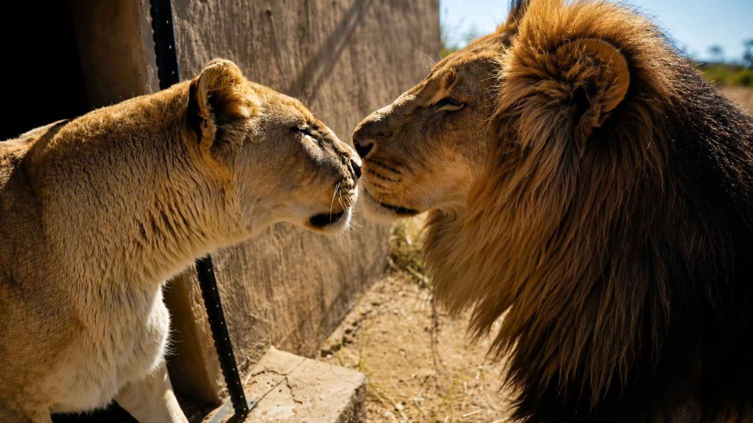 Why These Lions Will Never Be Bred?
