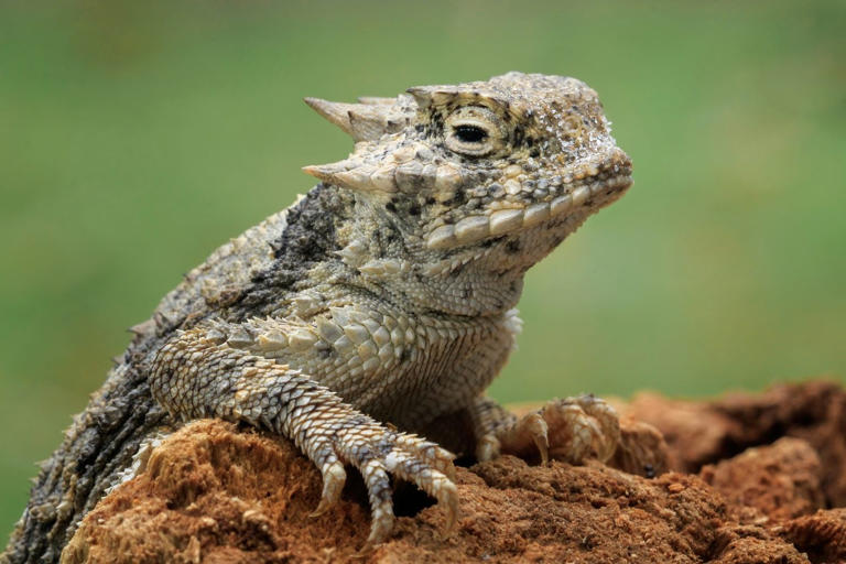 Texas horned lizards were vanishing, now they’re thriving