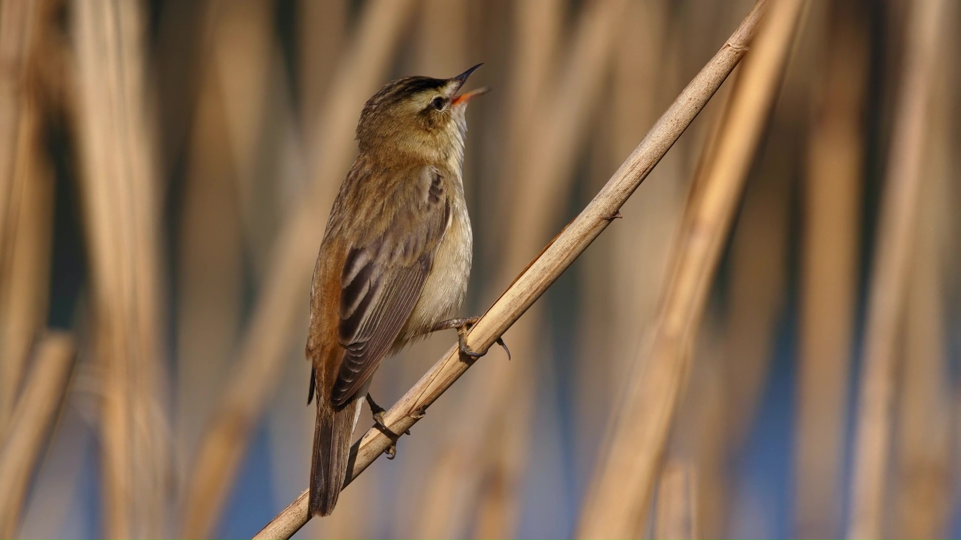 Tiny reed warbler produces a surprisingly powerful song