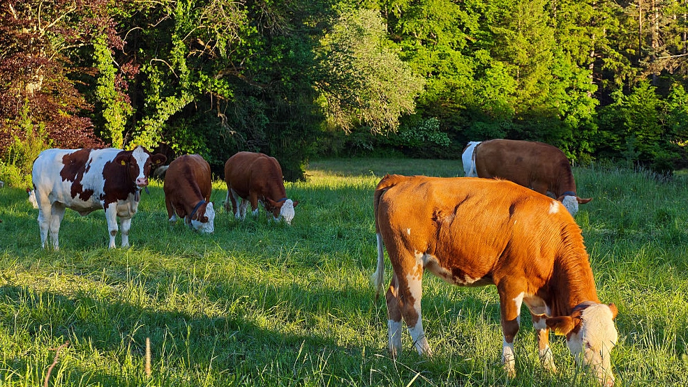 Sustainable cattle farming made simple for modern ranchers