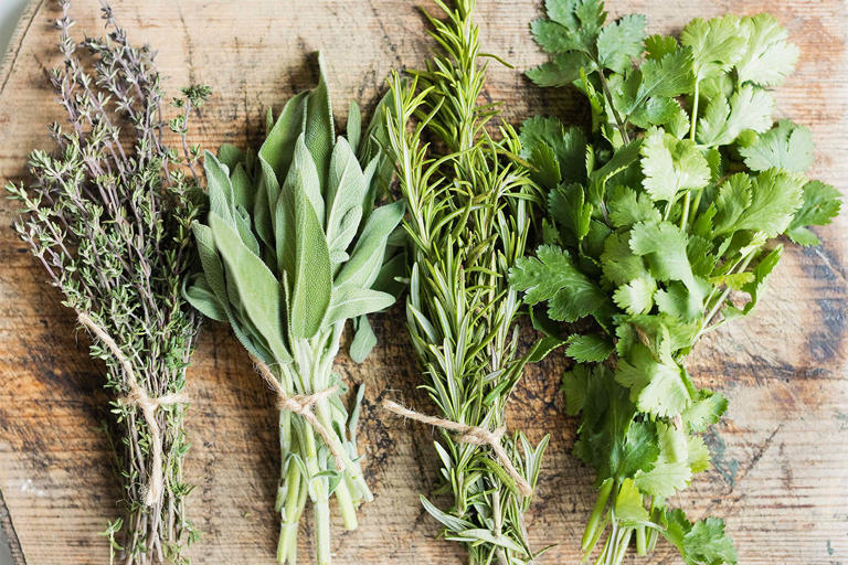 Goodbye, slimy cilantro: This clever gadget keeps herbs fresh for weeks
