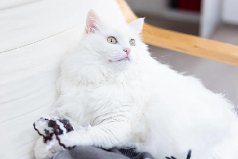 7 beautiful Angora cat breeds every cat lover should know