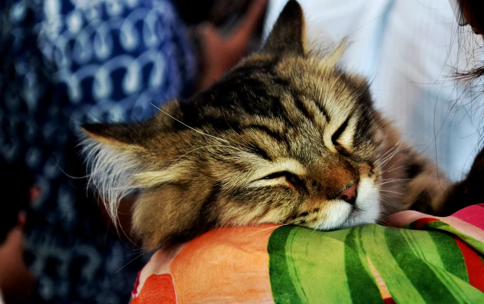 How to know your cat is truly happy