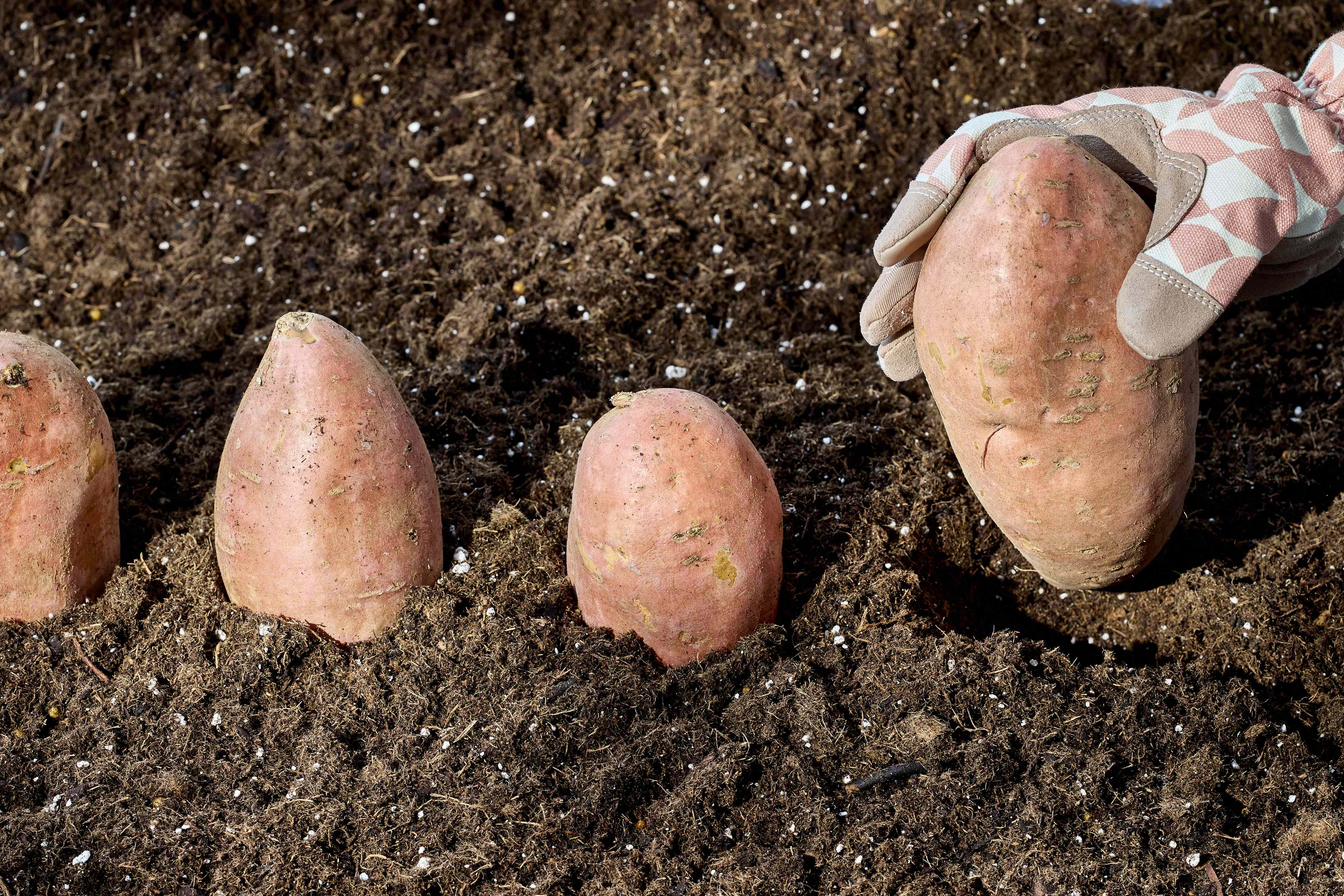 These 4 fruits and veggies are so easy to grow you don't even need seeds
