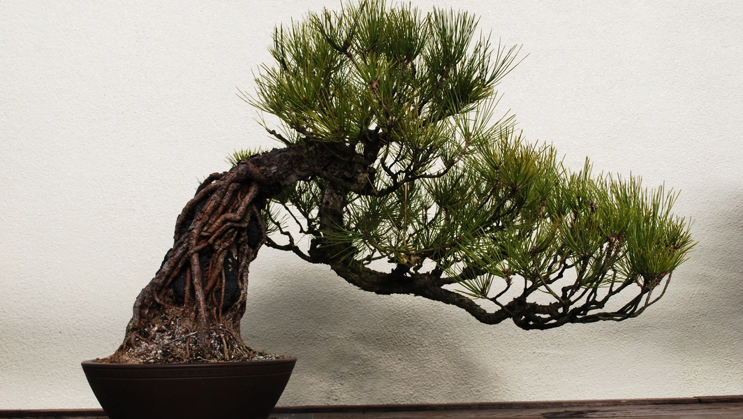 Louisville bonsai curator plans major collection expansion