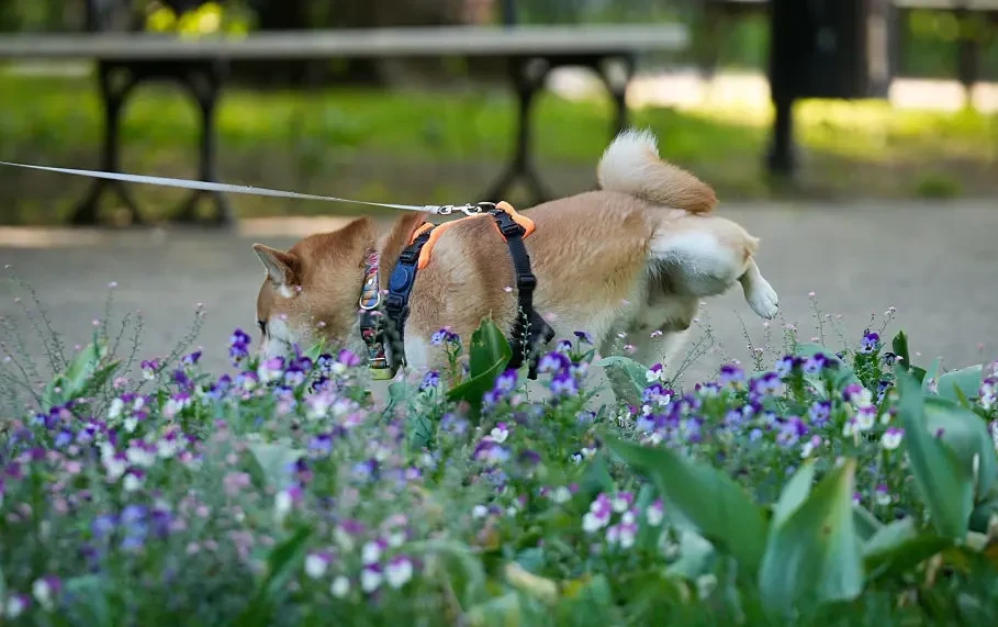Why your 'stubborn' dog might be smarter than you think