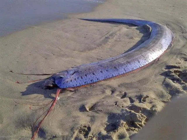 Deep-sea creatures emerging during unusual ocean conditions