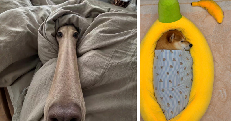 32 super silly animals for soft Sunday snuggles