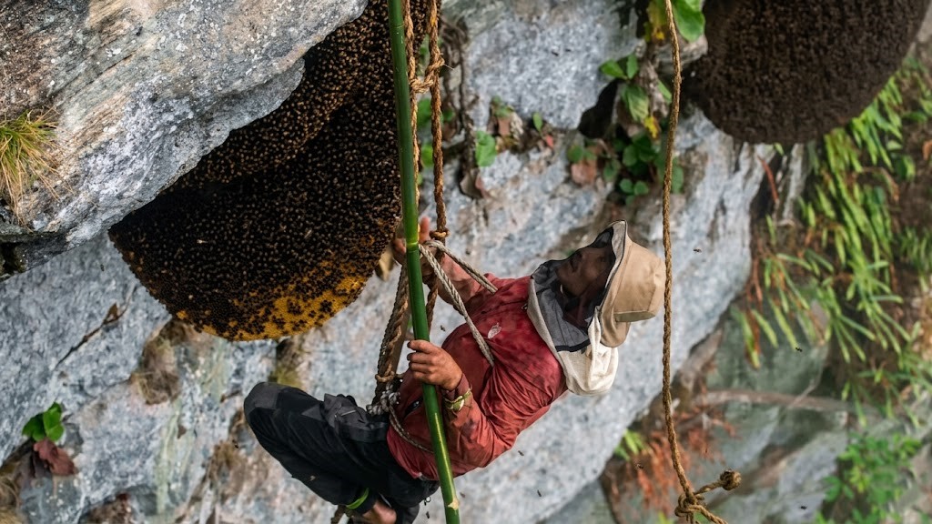 10,000 giant bees guard this hallucinogenic honey - then he started ...