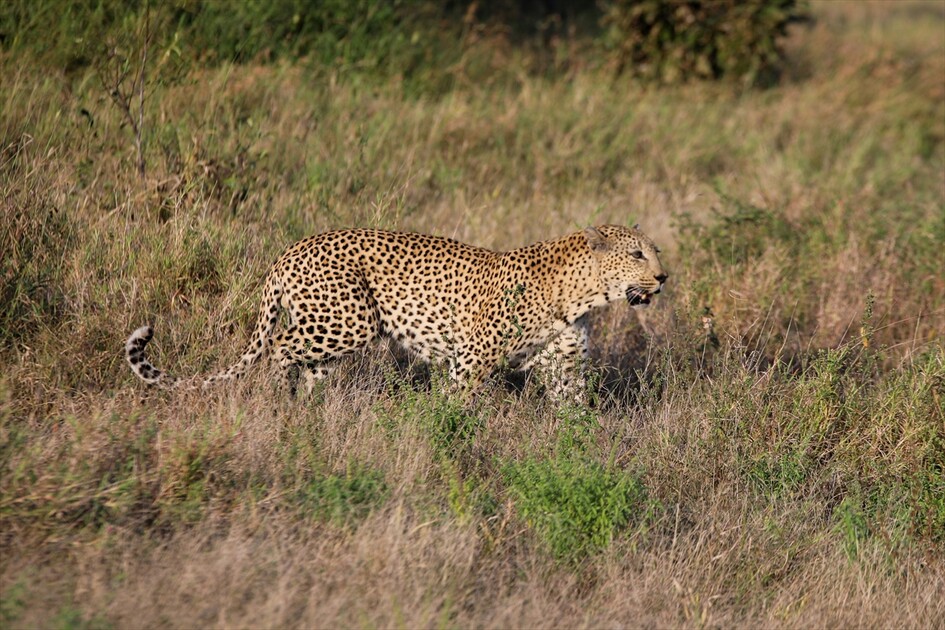 Güney Afrika'daki Kruger Ulusal Parkı'nın kuruluşunun 100. yılı kutlanıyor