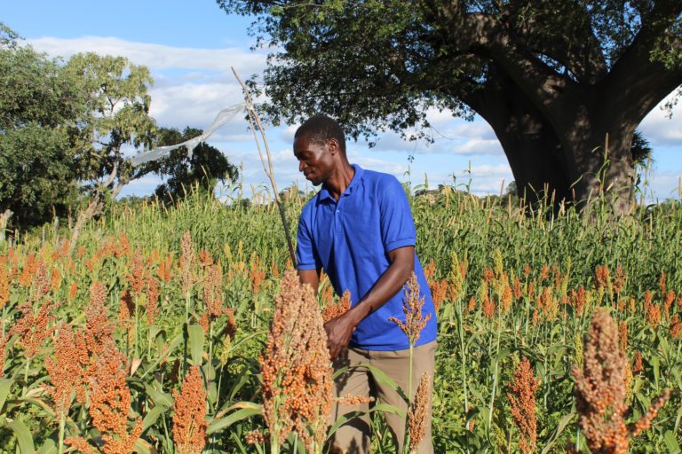 Zimbabwe key message update May–September 2026: Food access improves ...