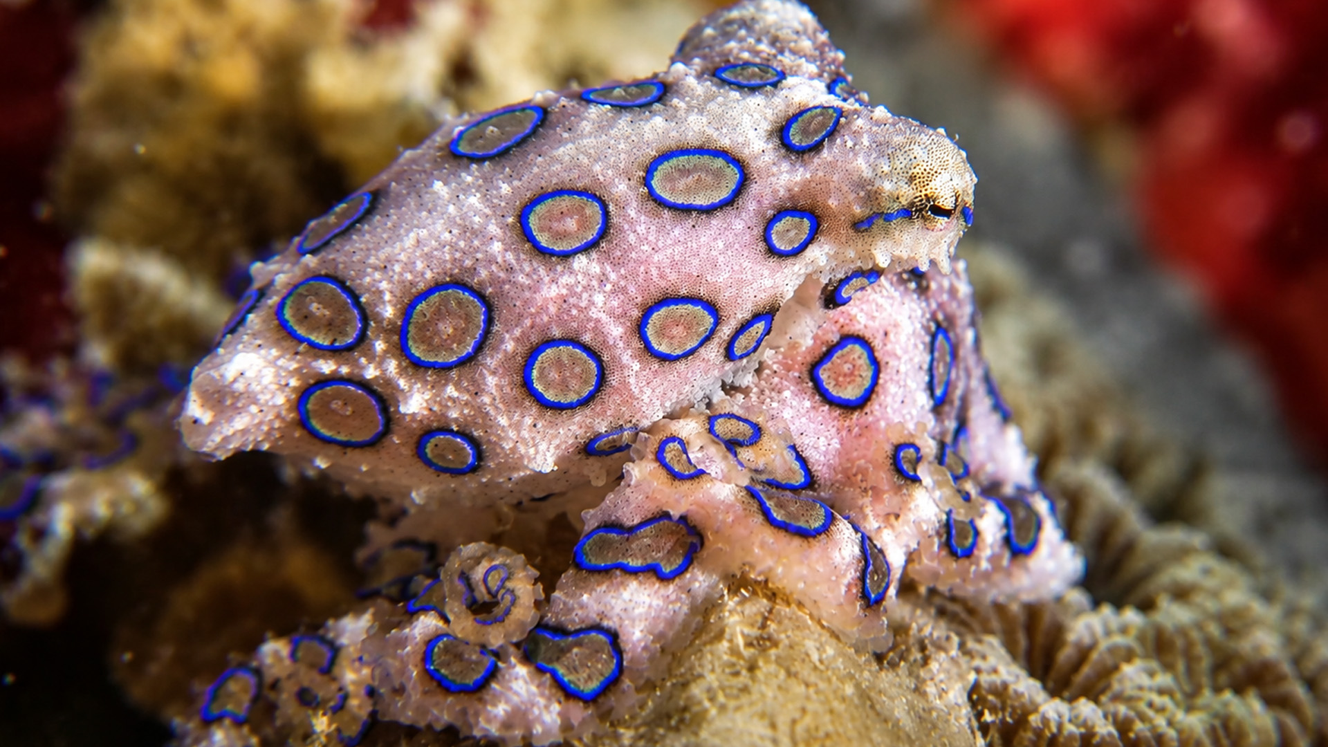 A tiny predator found in Australian waters