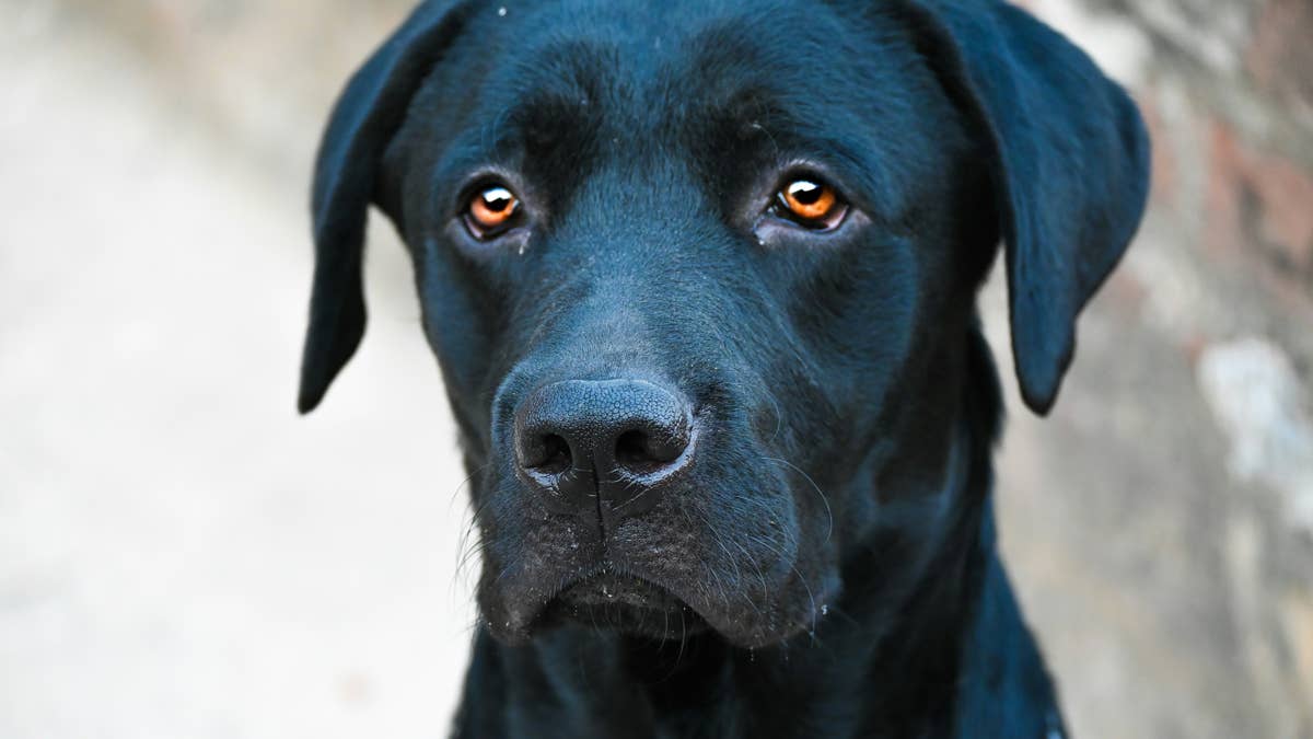 Labrador dreads visit from dachshund cousin and her face says it all