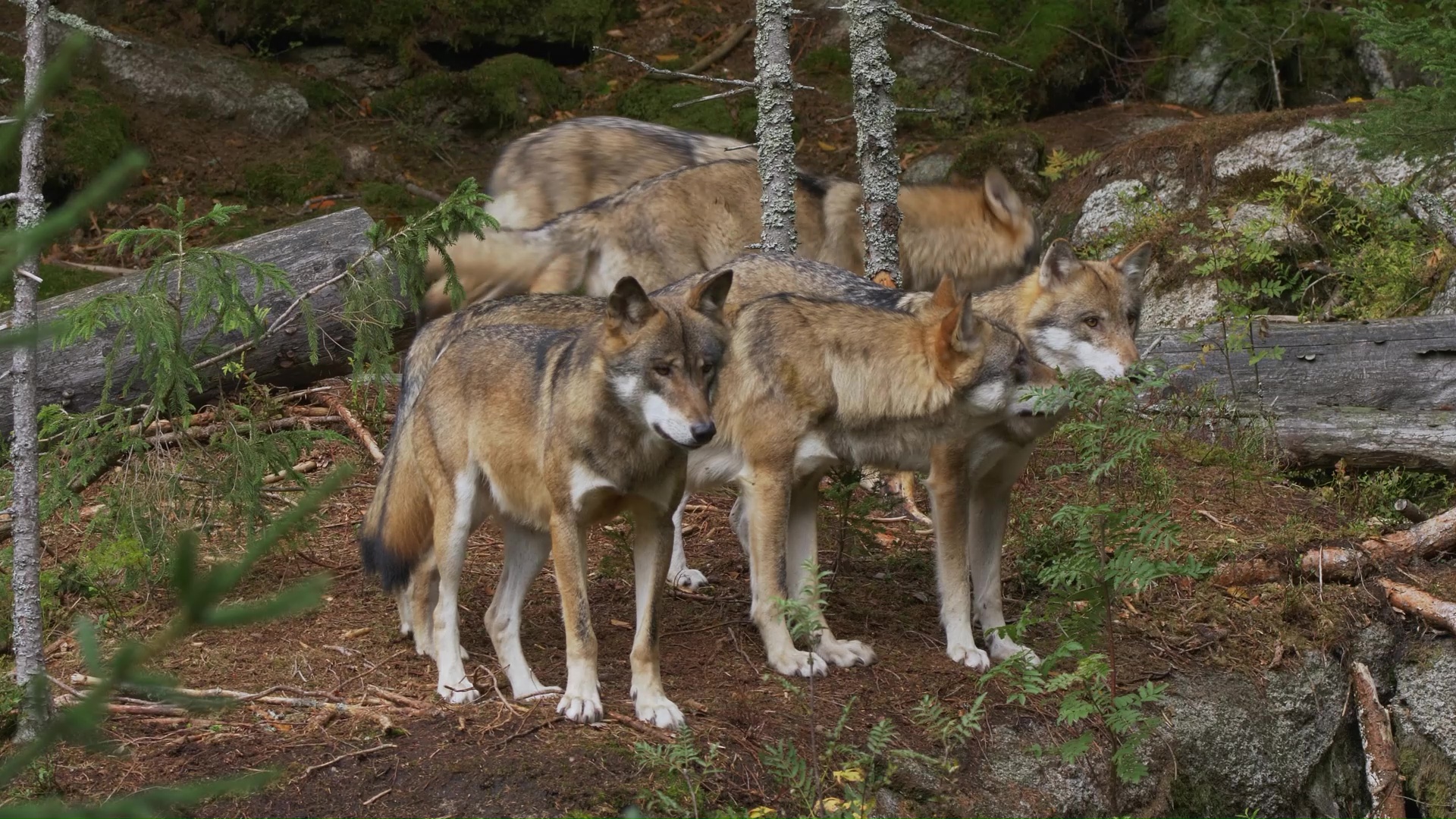 How wolves protect their territory together