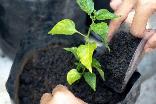 7 vegetable seeds to plant in June for late summer harvest