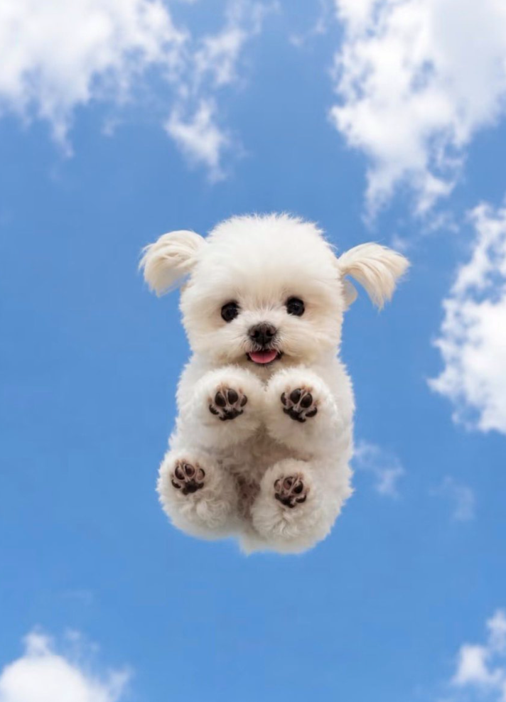 32 super silly animals for soft Sunday snuggles