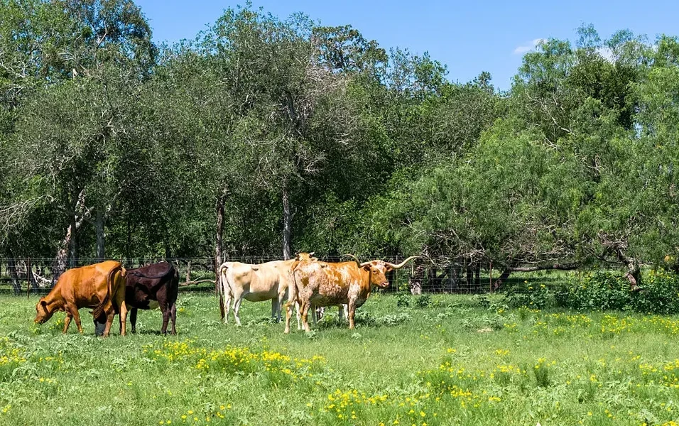 Sustainable cattle farming made simple for modern ranchers