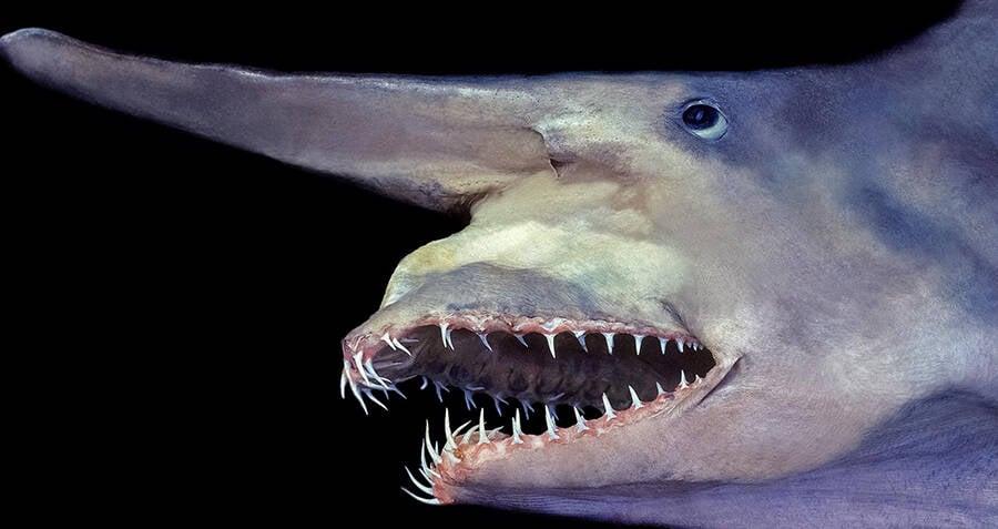 30 scariest deep sea creatures ever discovered