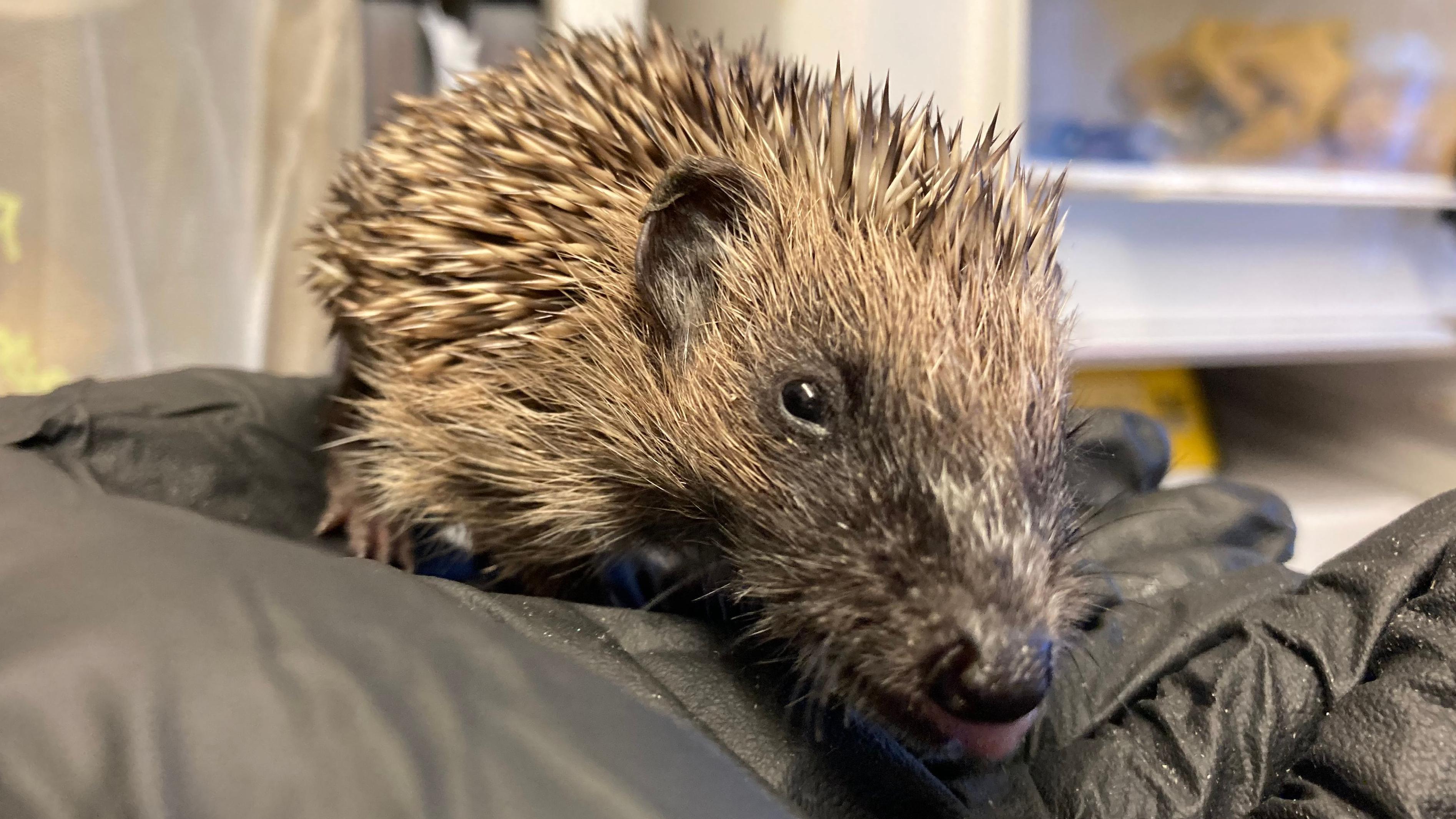 'Check before you chop' urge hedgehog rescuers
