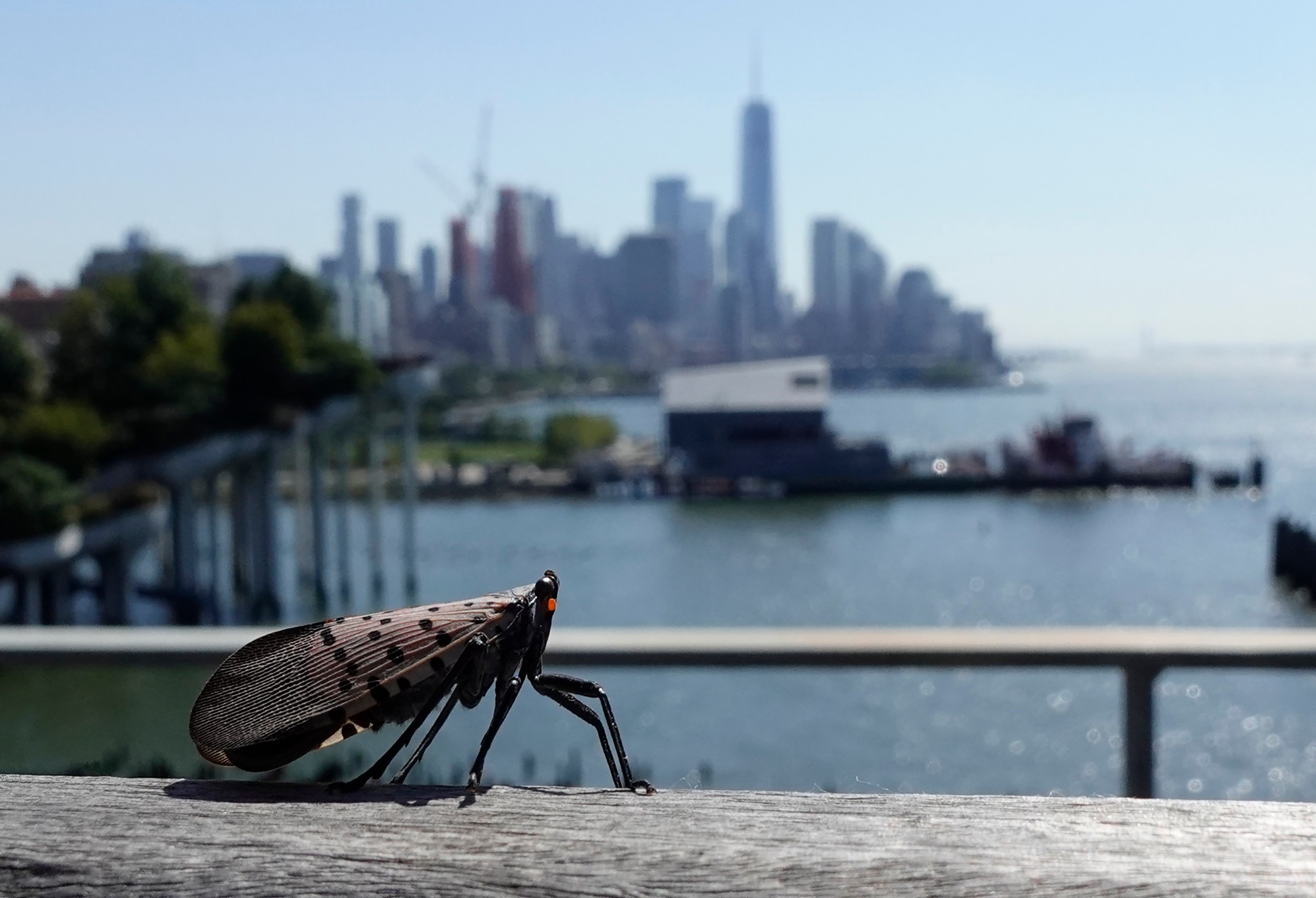 The invasive species already spreading across America in 2026